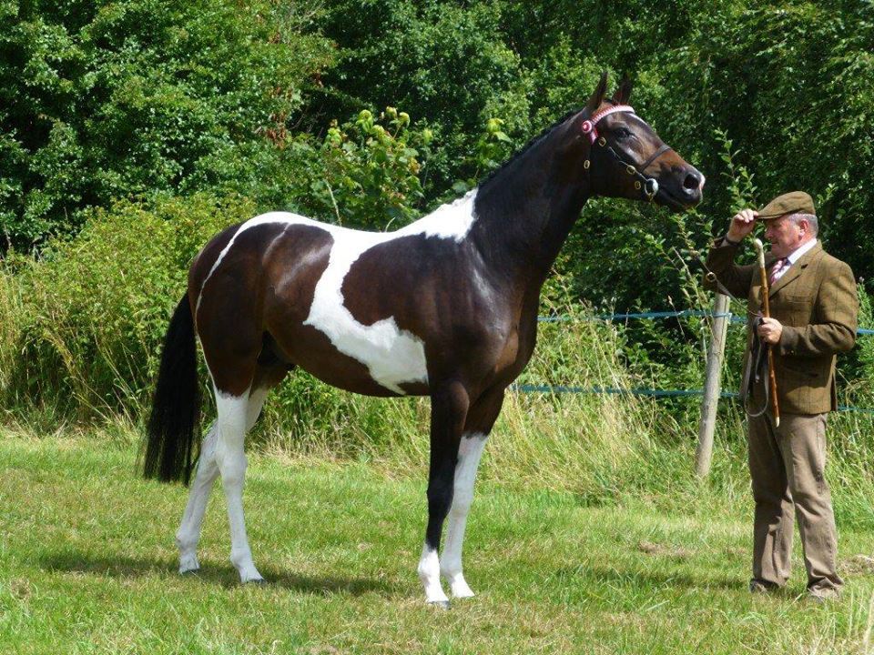 Honeybrook Cameron | Honeybrook Stud