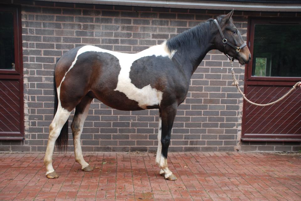 Honeybrook Cameron | Honeybrook Stud