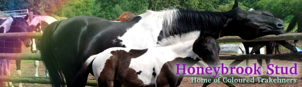 Honeybrook Gold | Honeybrook Stud